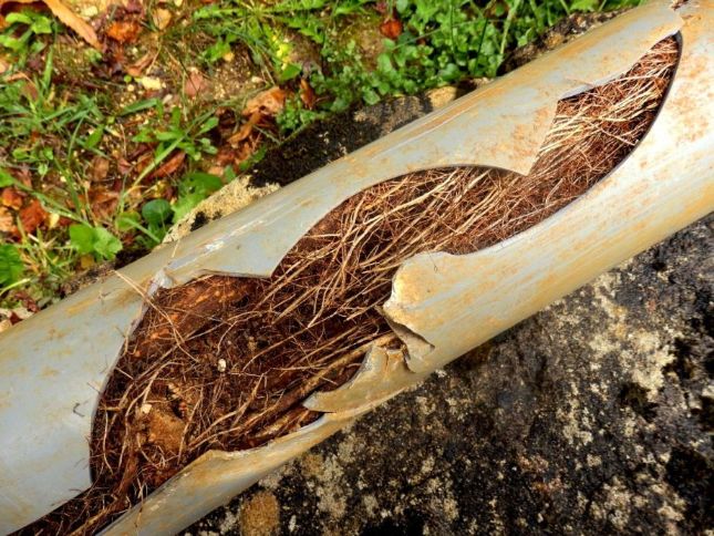 Avoiding and Managing a Tree Root Invasion - SLB Pipe Solutions